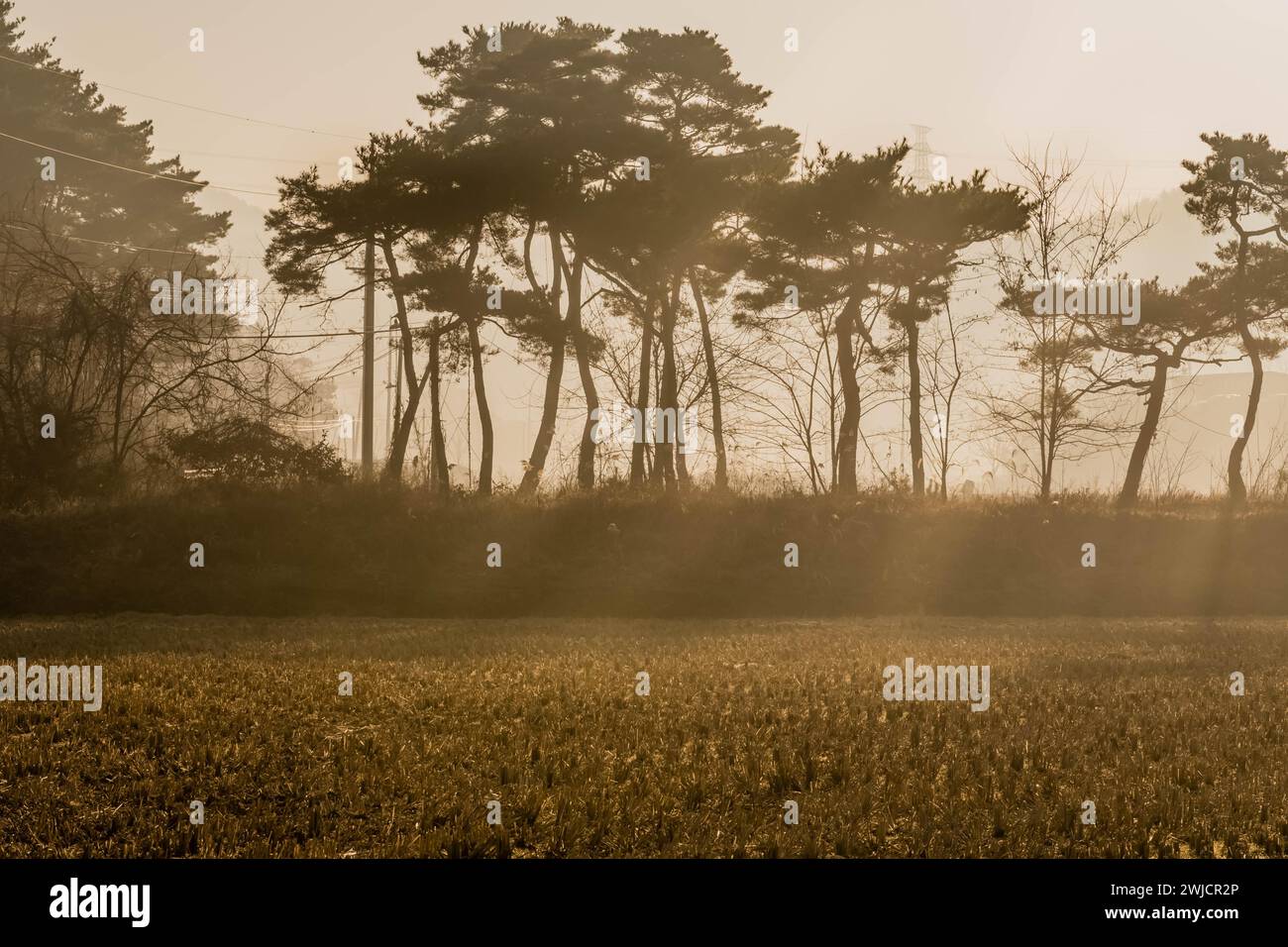 Morning sunlight breaking through layer of fog illuminating field of ...
