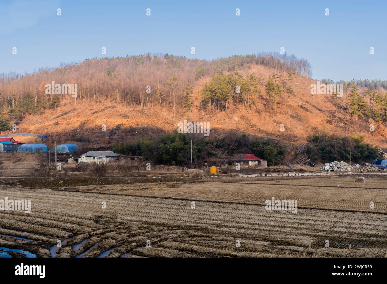 Harvested field at foot of mountain that has signs of logging with two ...