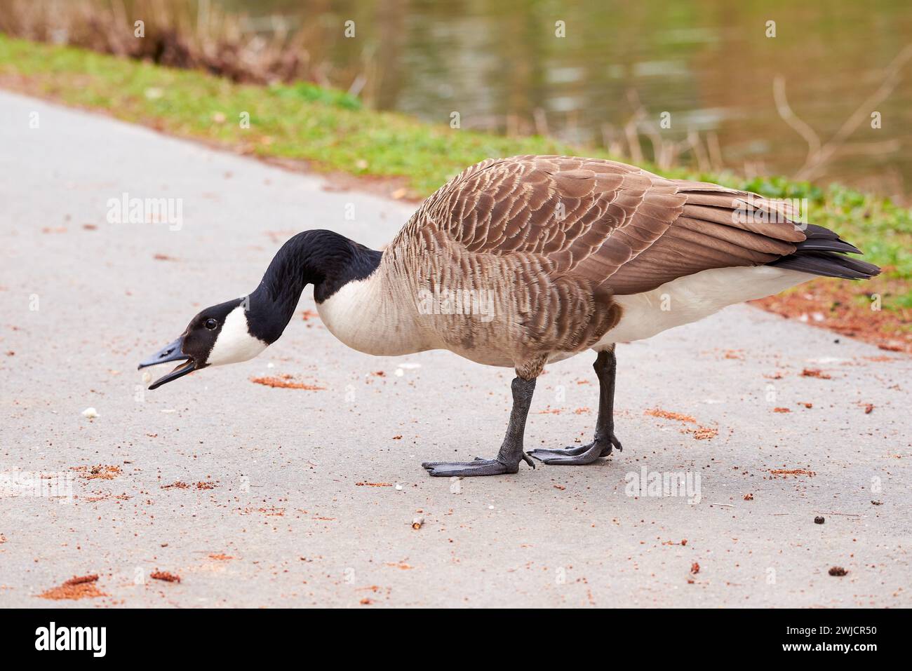 Canada Goose eating bread ( Branta Canadensis Stock Photo - Alamy