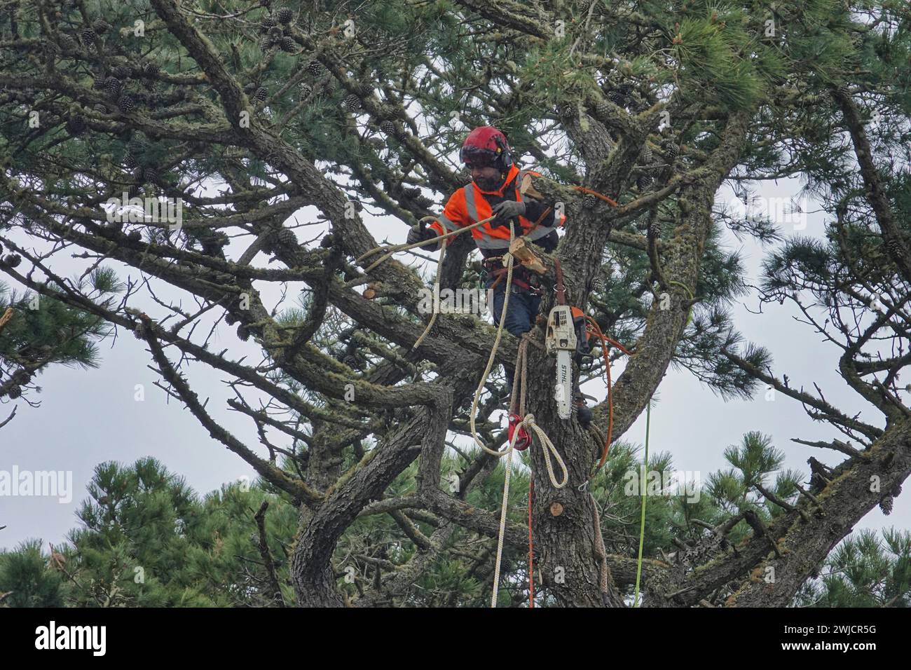 Pacific Grove, Monterey peninsula, California, USA. 14th Feb, 2024 ...