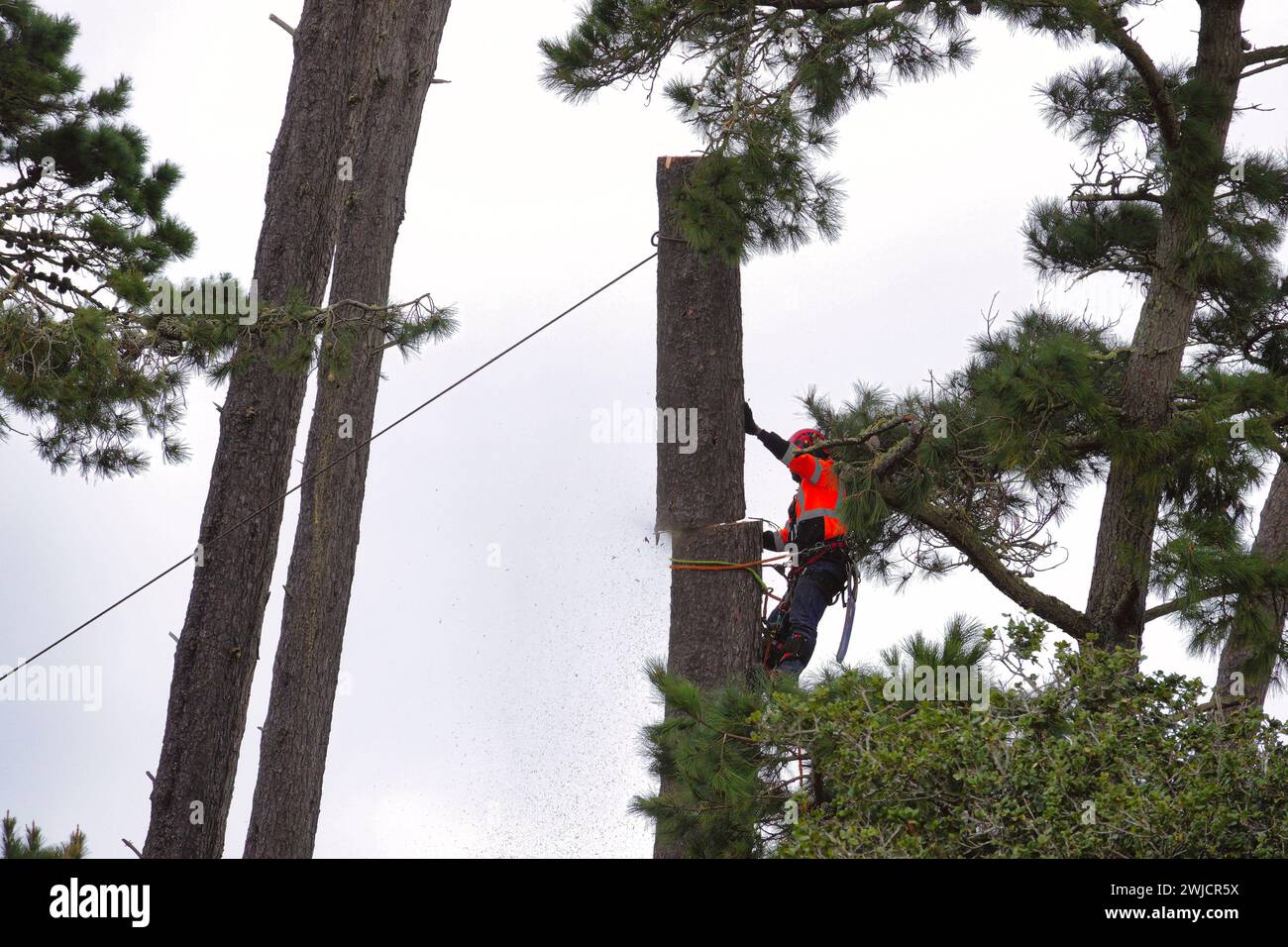 Pacific Grove, Monterey peninsula, California, USA. 14th Feb, 2024 ...