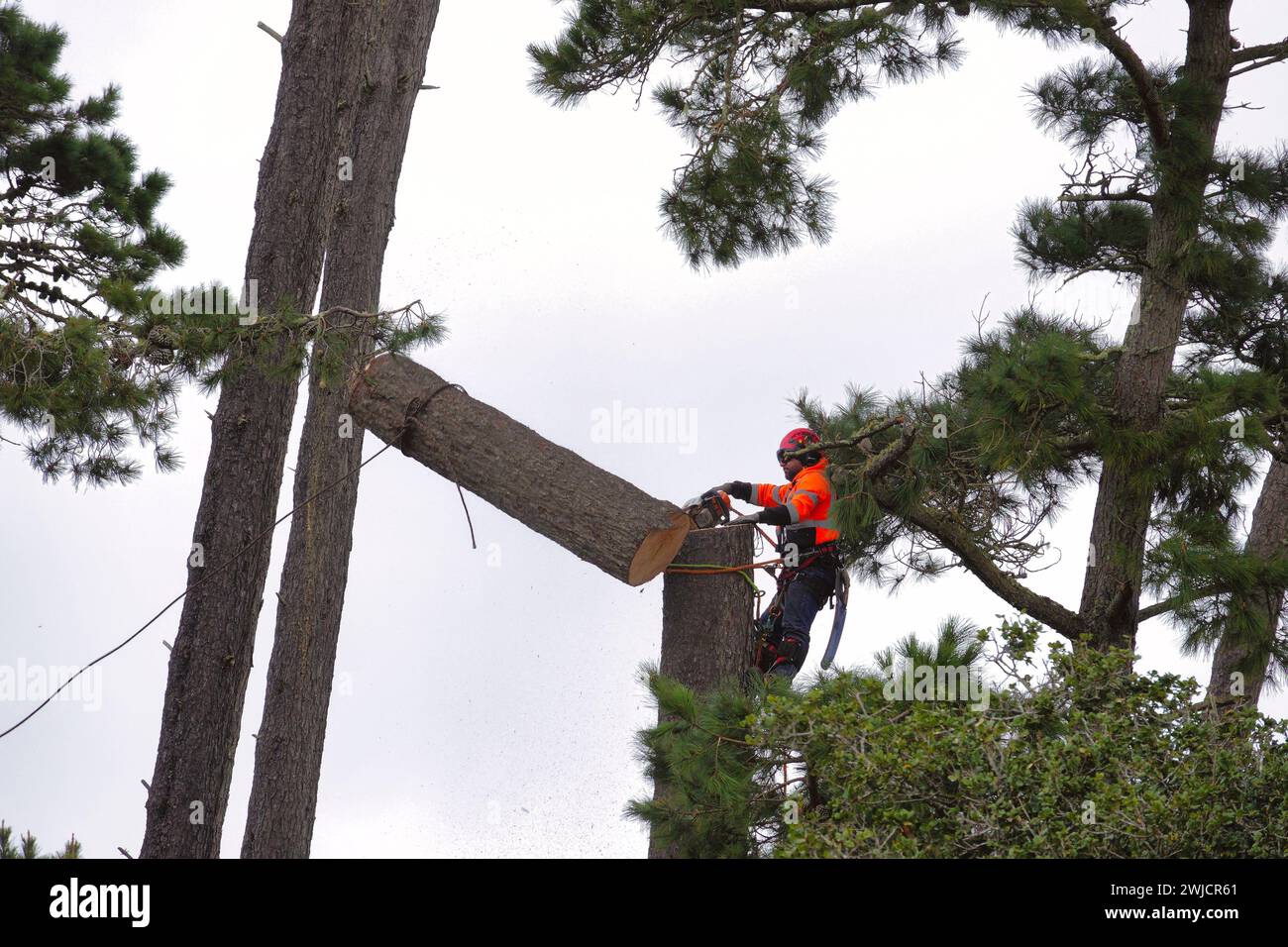 Pacific Grove, Monterey peninsula, California, USA. 14th Feb, 2024 ...