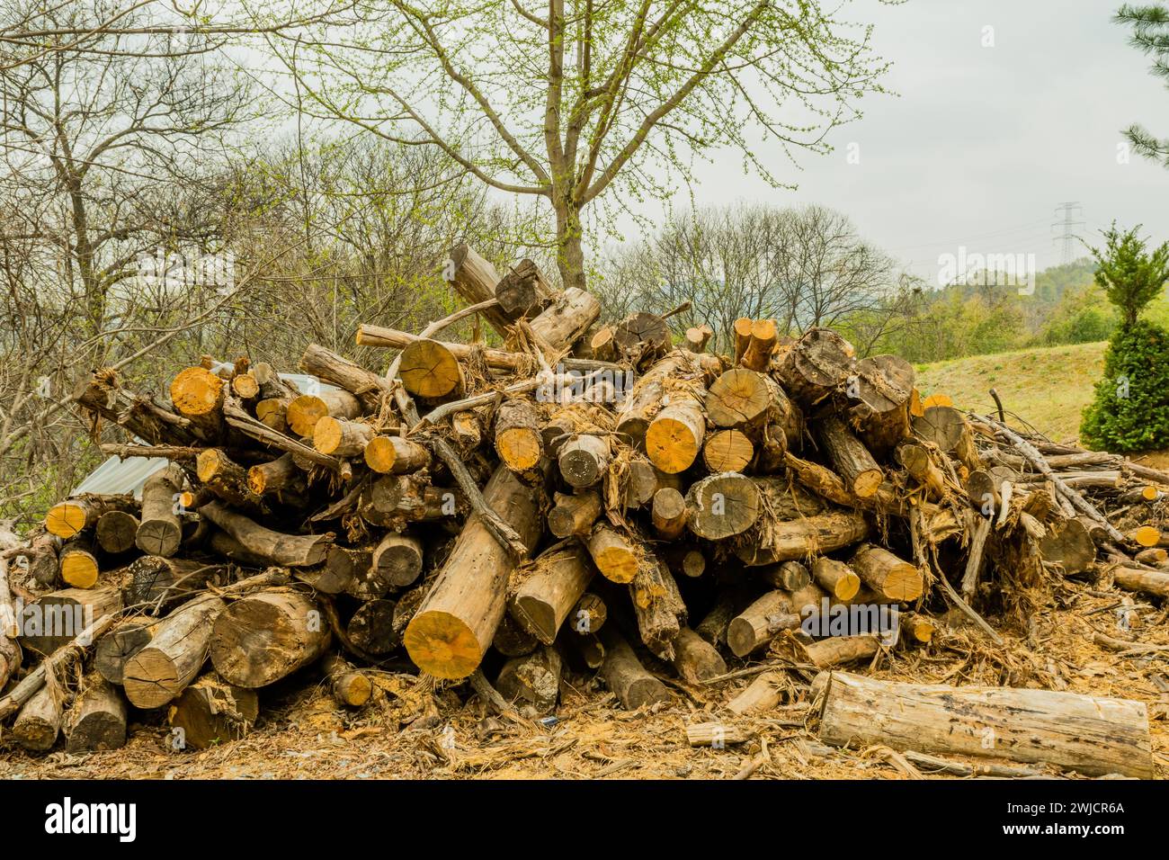 Pile of freshly cut logs laying on ground in front of trees in ...