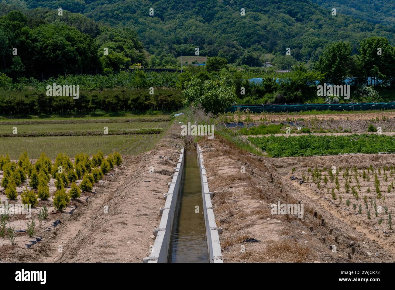 Concrete man-made irrigation ditch in rural orchard of young evergreen ...