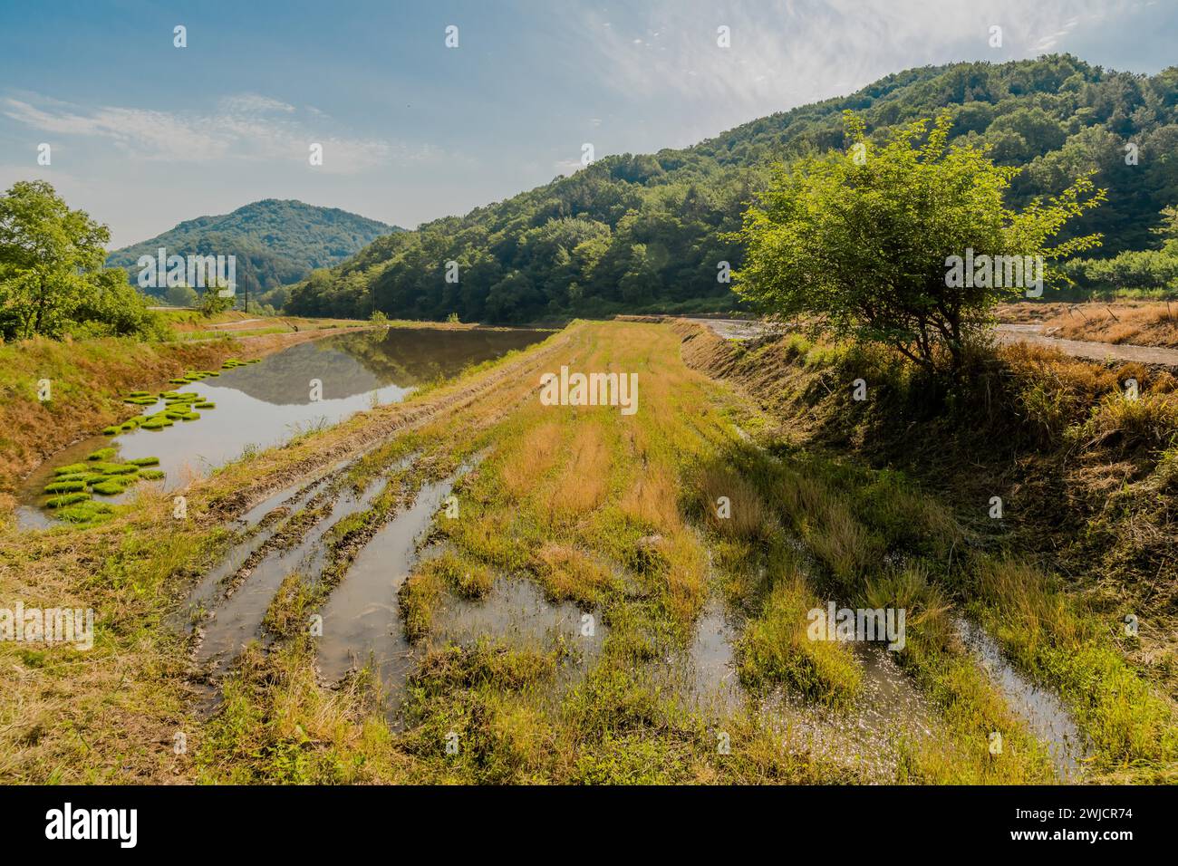 Terraced rice paddies flooded with water in preparation for planting on ...