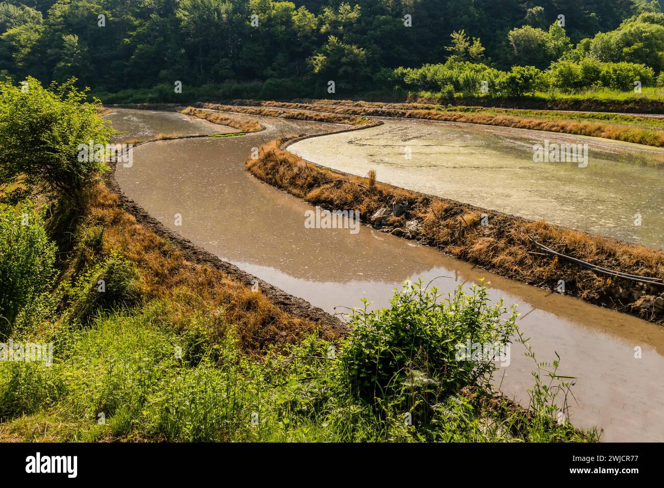 Terraced rice paddies flooded with water in preparation for planting on ...