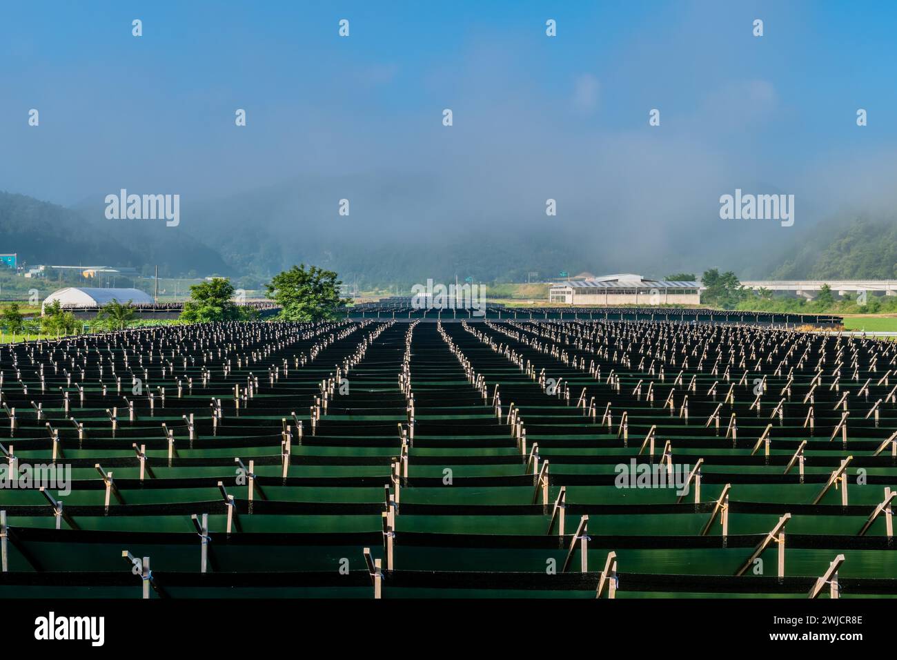 Large field of Korean ginseng in mountain valley industrial farming ...