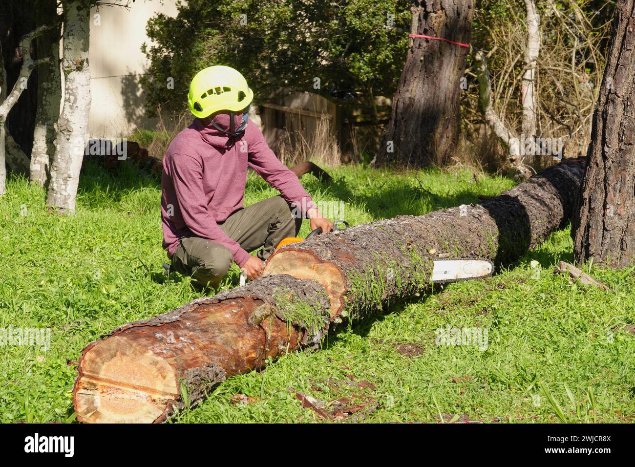 Pacific Grove, Monterey peninsula, California, USA. 14th Feb, 2024 ...