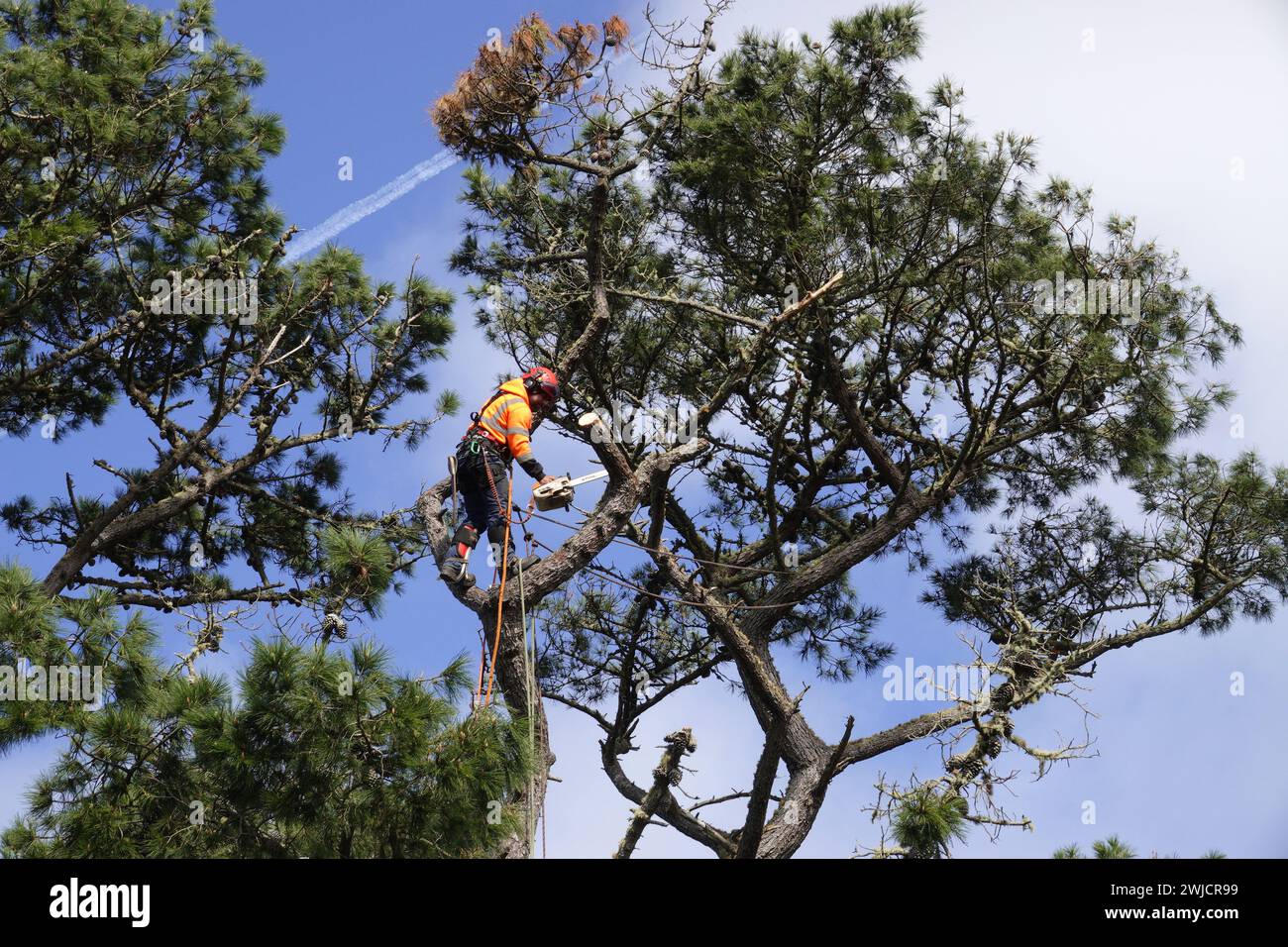 Pacific Grove, Monterey peninsula, California, USA. 14th Feb, 2024 ...