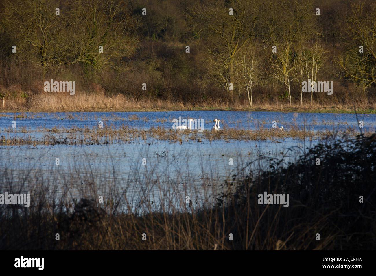 Flooded fields caused by the high water in the Kennet River overflowing ...