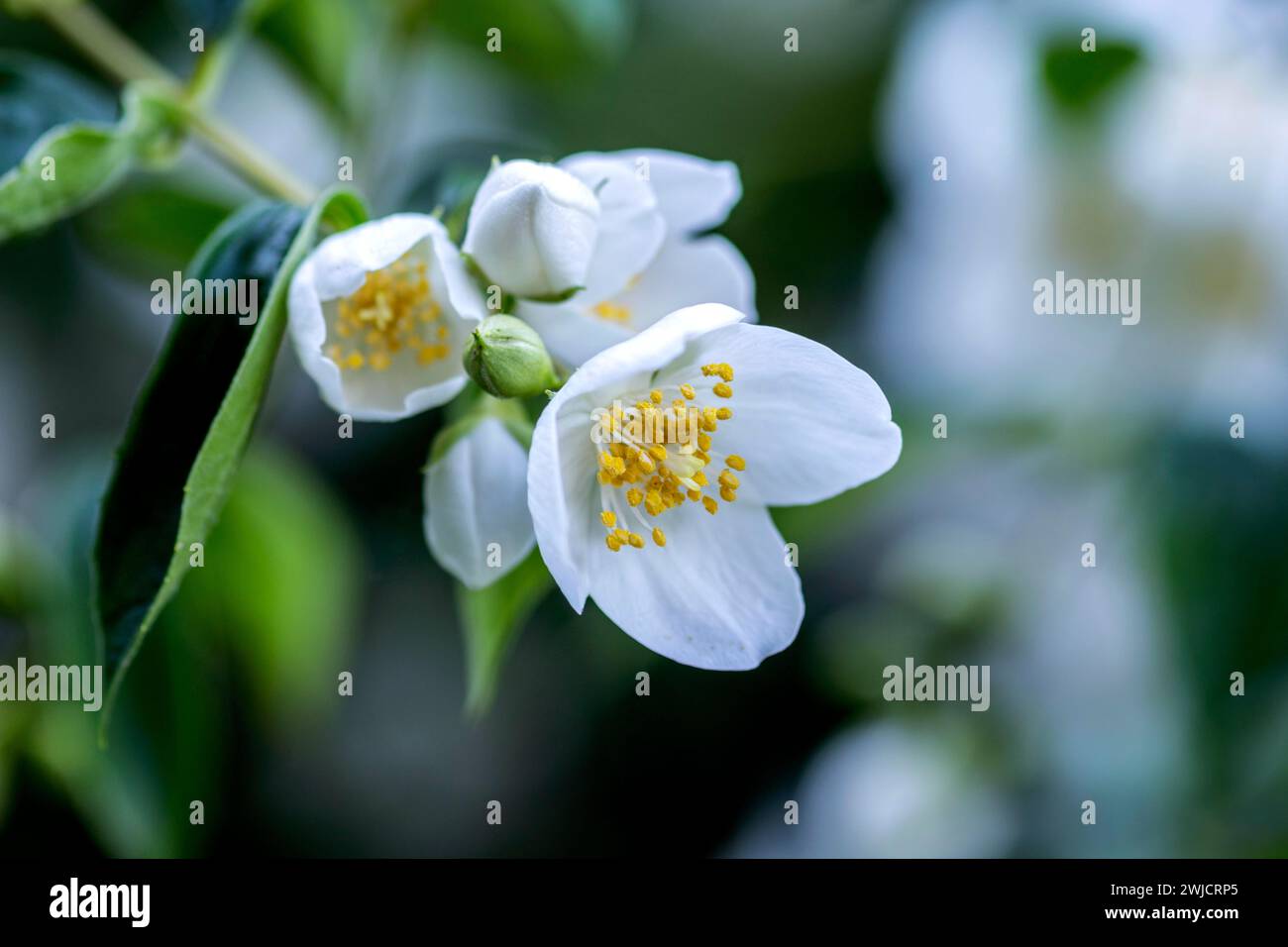 European or pale pipevine (Philadelphus coronarius), flower, also known ...