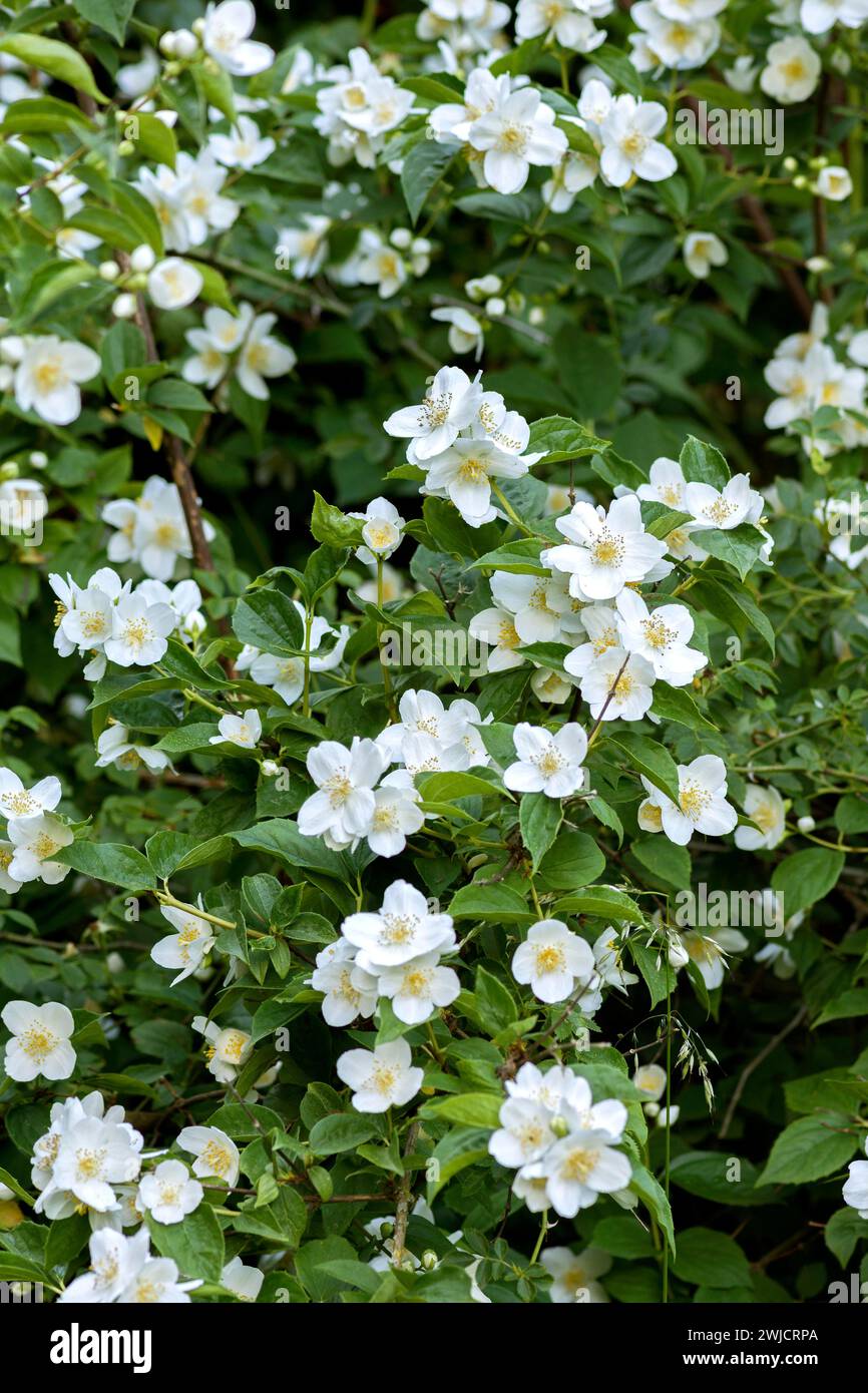 European or pale pipevine (Philadelphus coronarius), flowers, also ...