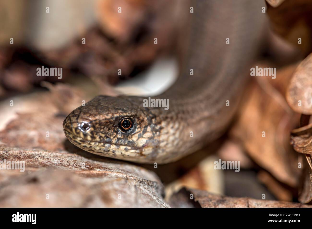 Western slow worm (Anguis fragilis) in dry autumn leaves, animal ...