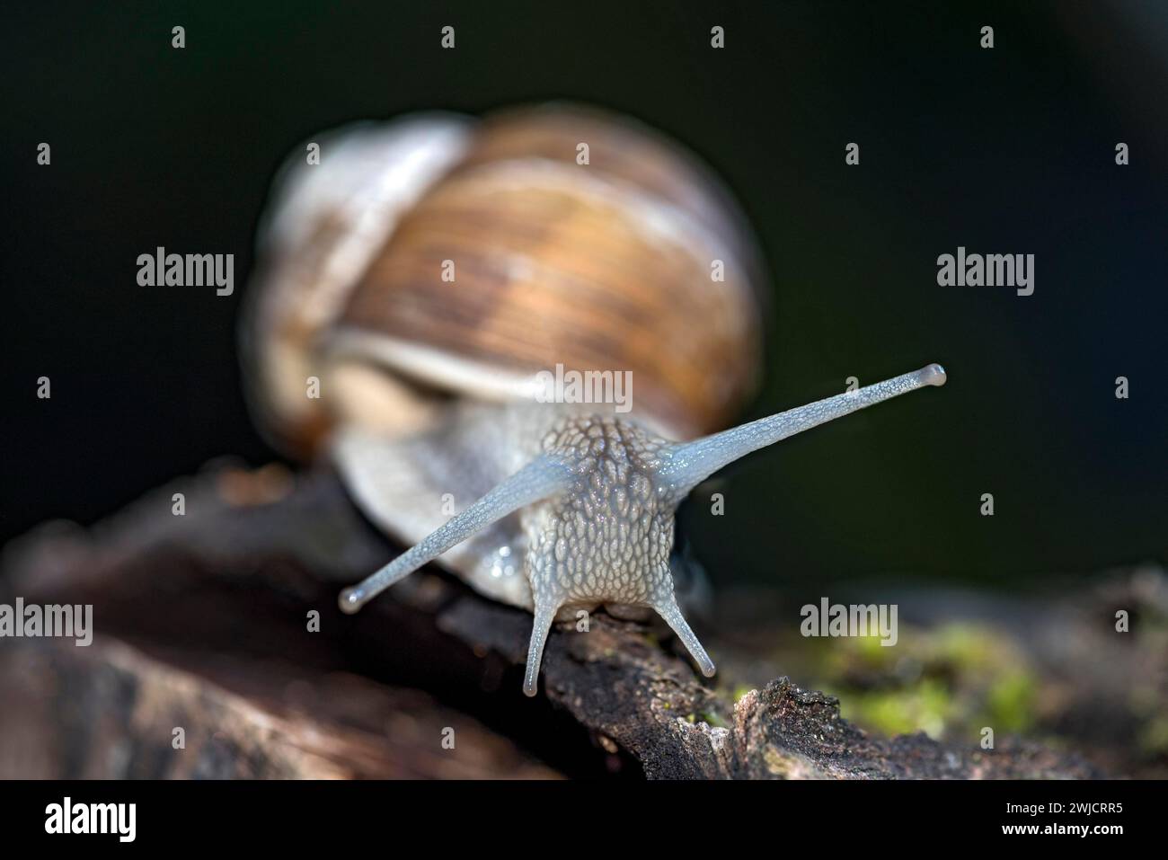 Dead land snail hi-res stock photography and images - Alamy