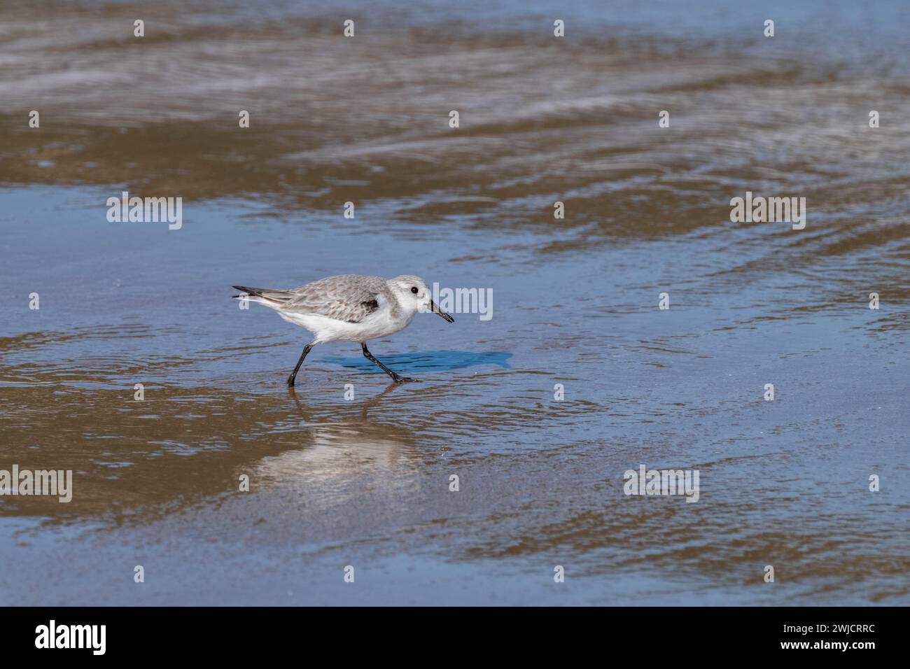 Sanderling (Calidris alba) running in shallow water, Praia de Sao ...