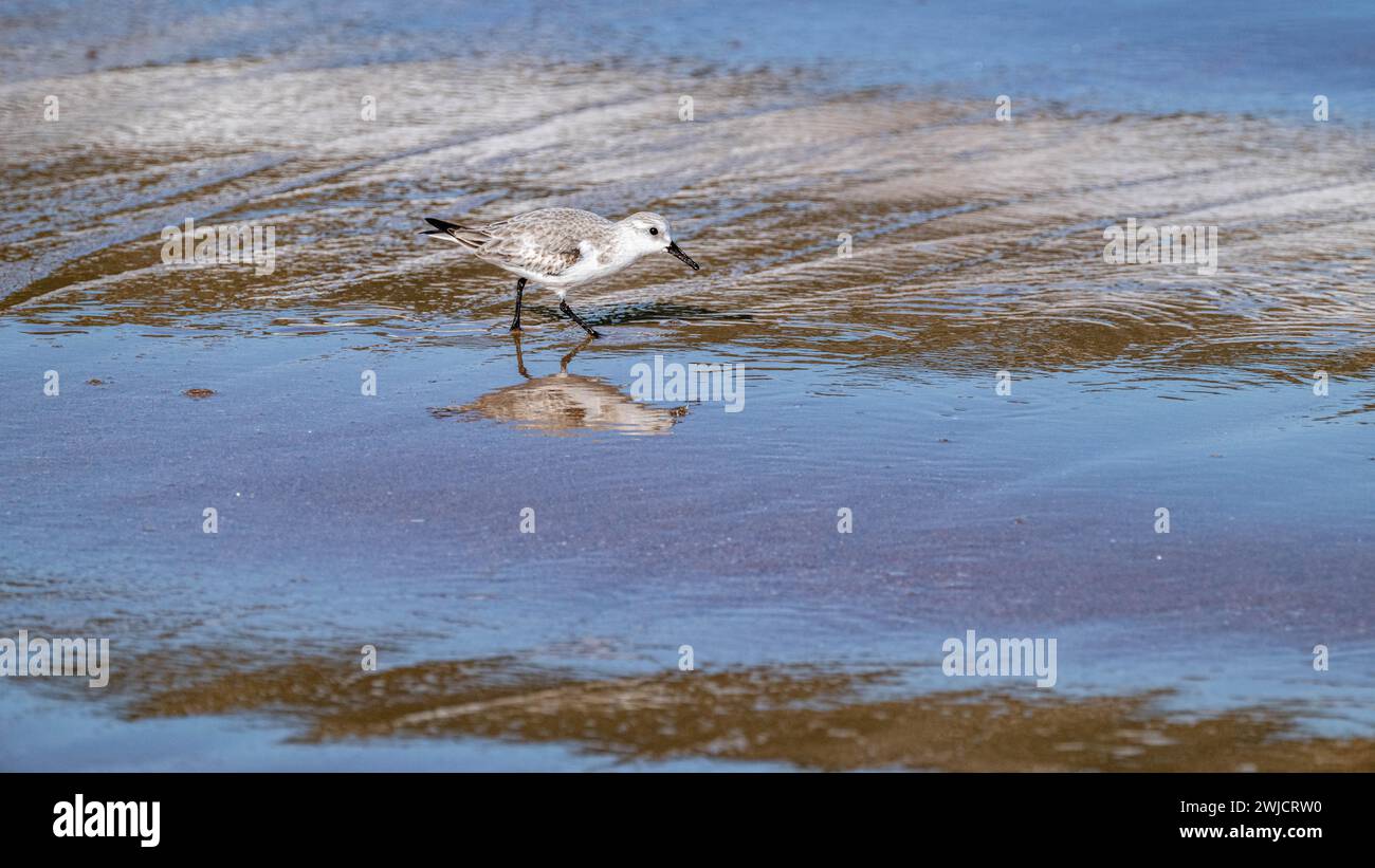 Sanderling (Calidris alba) running in shallow water, Praia de Sao ...
