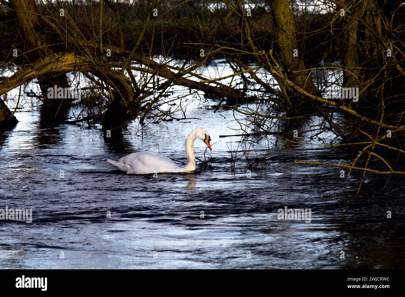 Swan swimming against a fast flowing flooded river. Raised levels allow ...