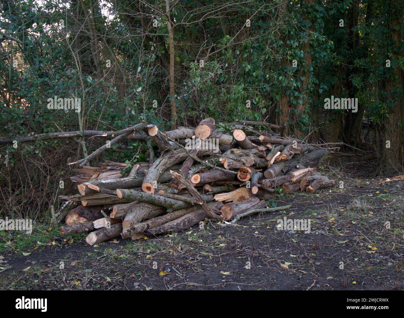 Saplings cut hi-res stock photography and images - Alamy