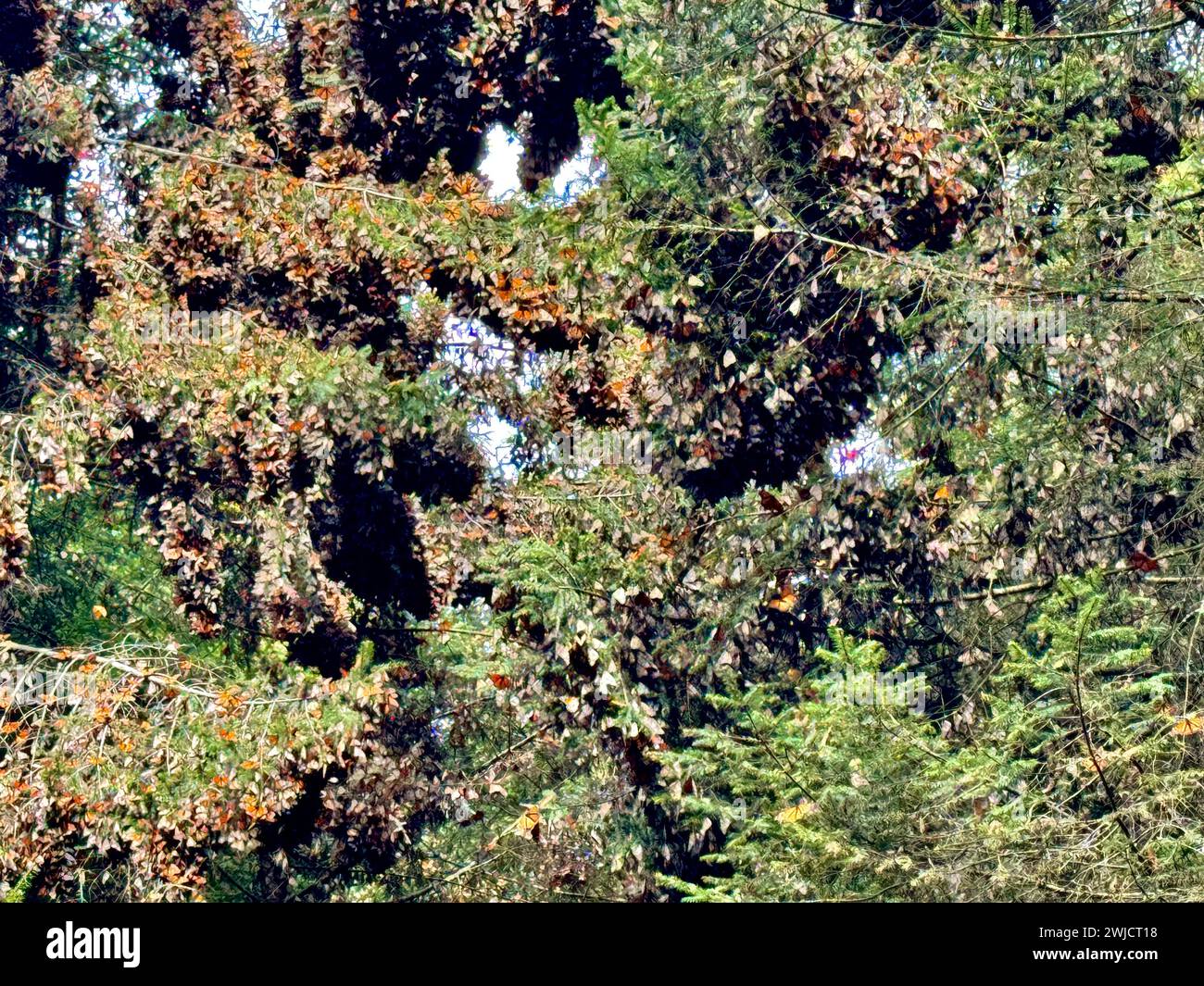 Trees laden with clusters of monarch butterflies at the sanctuary in ...