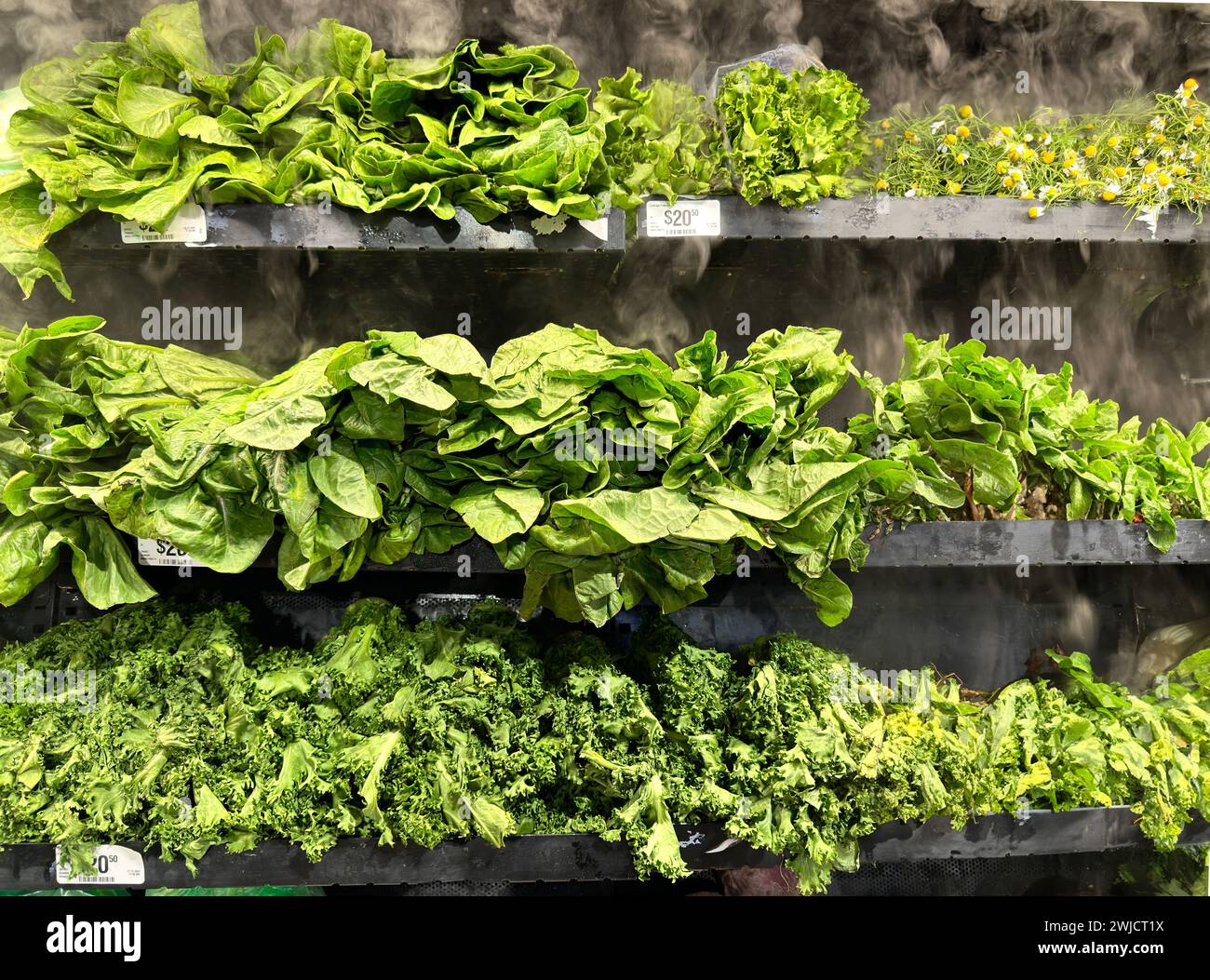 Assortment of fresh leafy greens for sale, misted for freshness at a ...