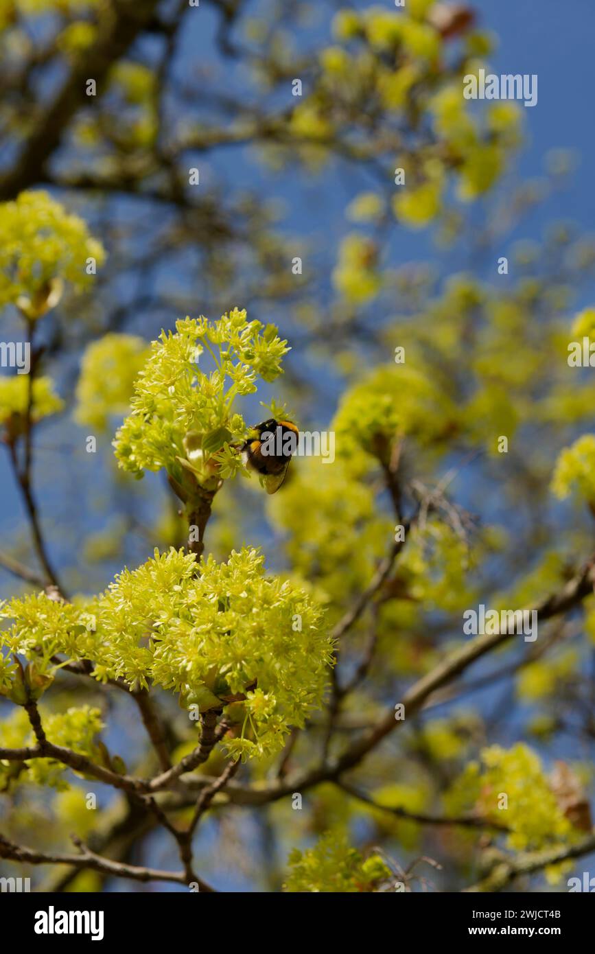 Earth bumblebee visiting maple blossom, Norway maple (Acer platanoides ...