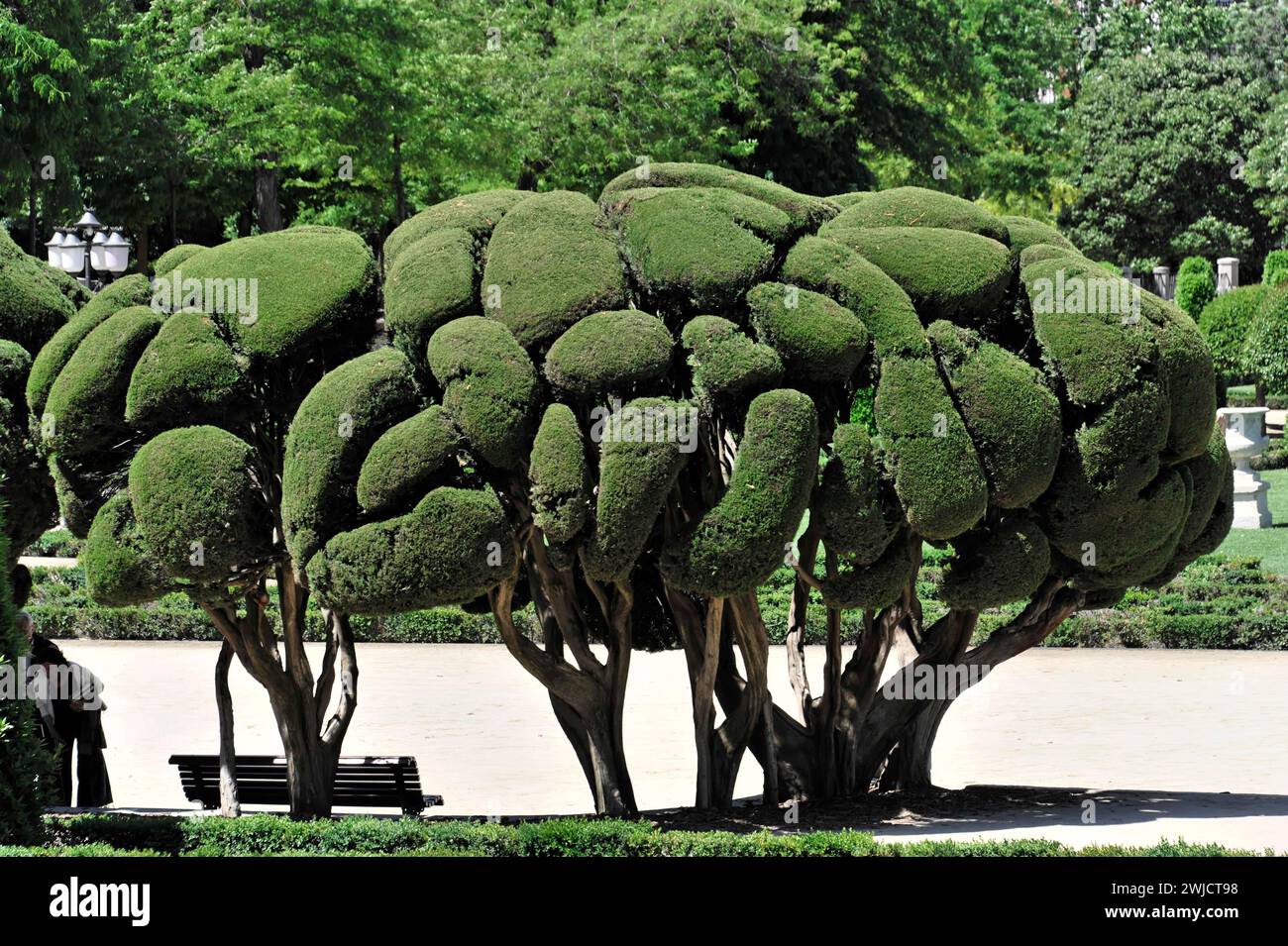 Cypresses, mediterranean cypress (Cupressus sempervirens), Parque del ...