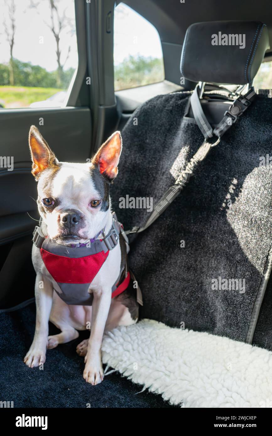 Boston Terrier dog sitting on the back seat of a car. She is wearing a ...