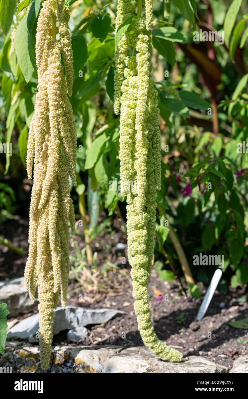 Close up of love lies bleeding (amaranthus caudatus) flowers in bloom ...