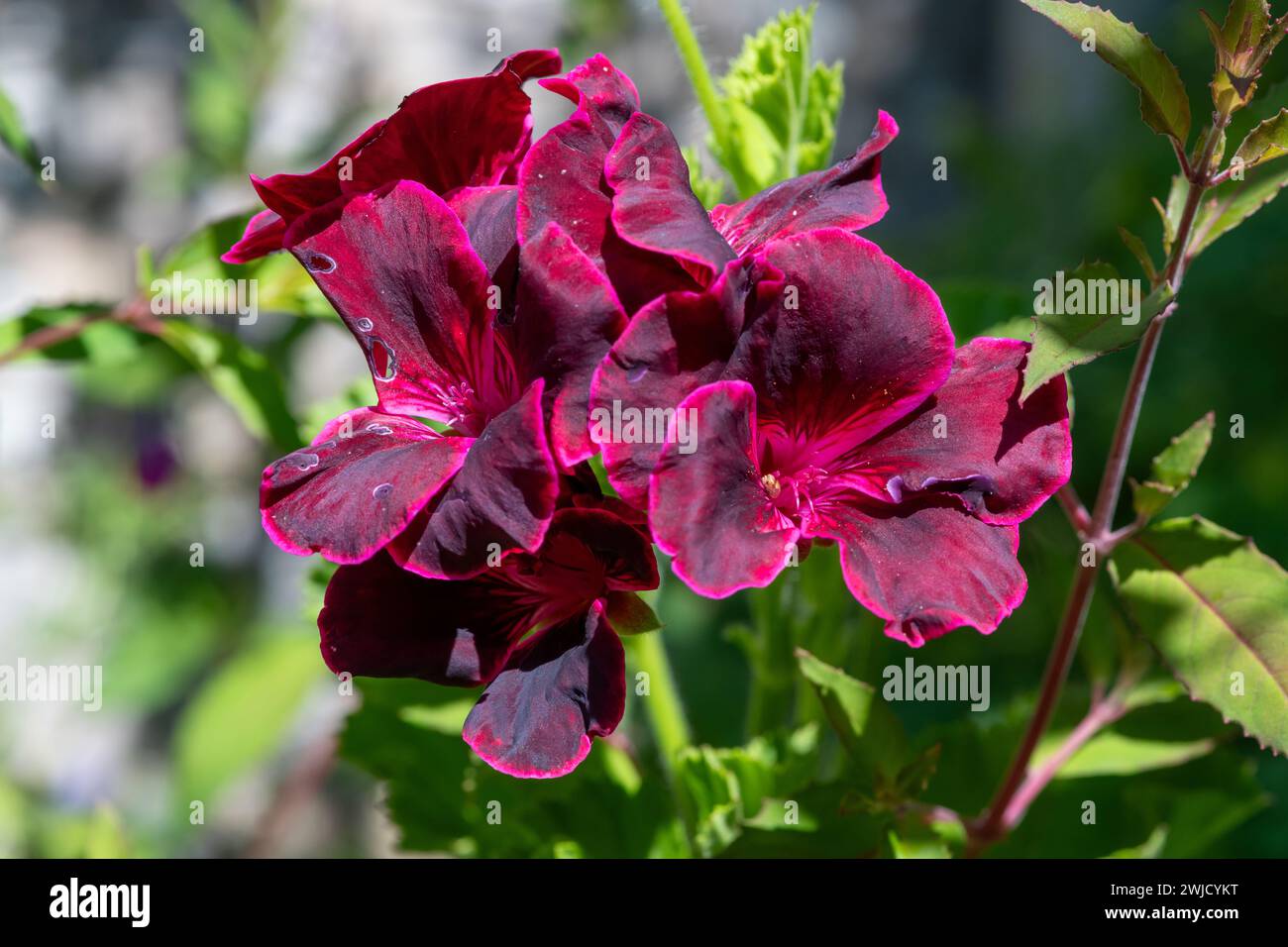 Pelargonium regal lord bute hi-res stock photography and images - Alamy