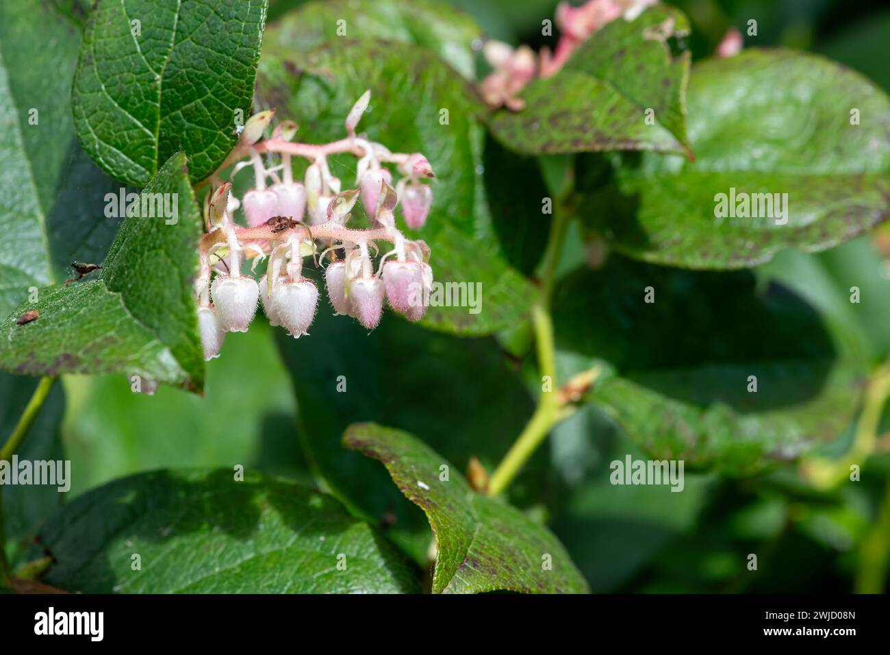 Salal shrub hi-res stock photography and images - Alamy
