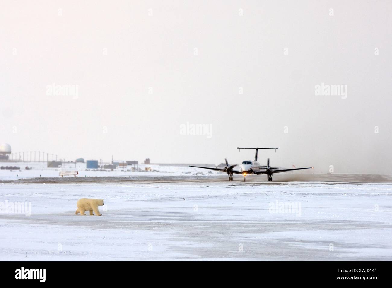 polar bear Ursus maritimus cub next to a runway as an airplane prepares ...