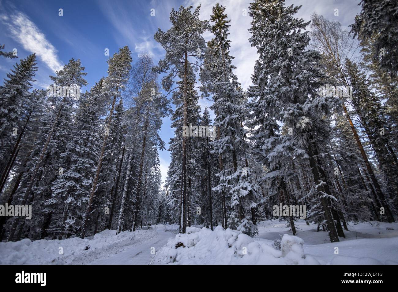 ambiance during the Rally Sweden 2024, 2nd round of the 2024 WRC World ...