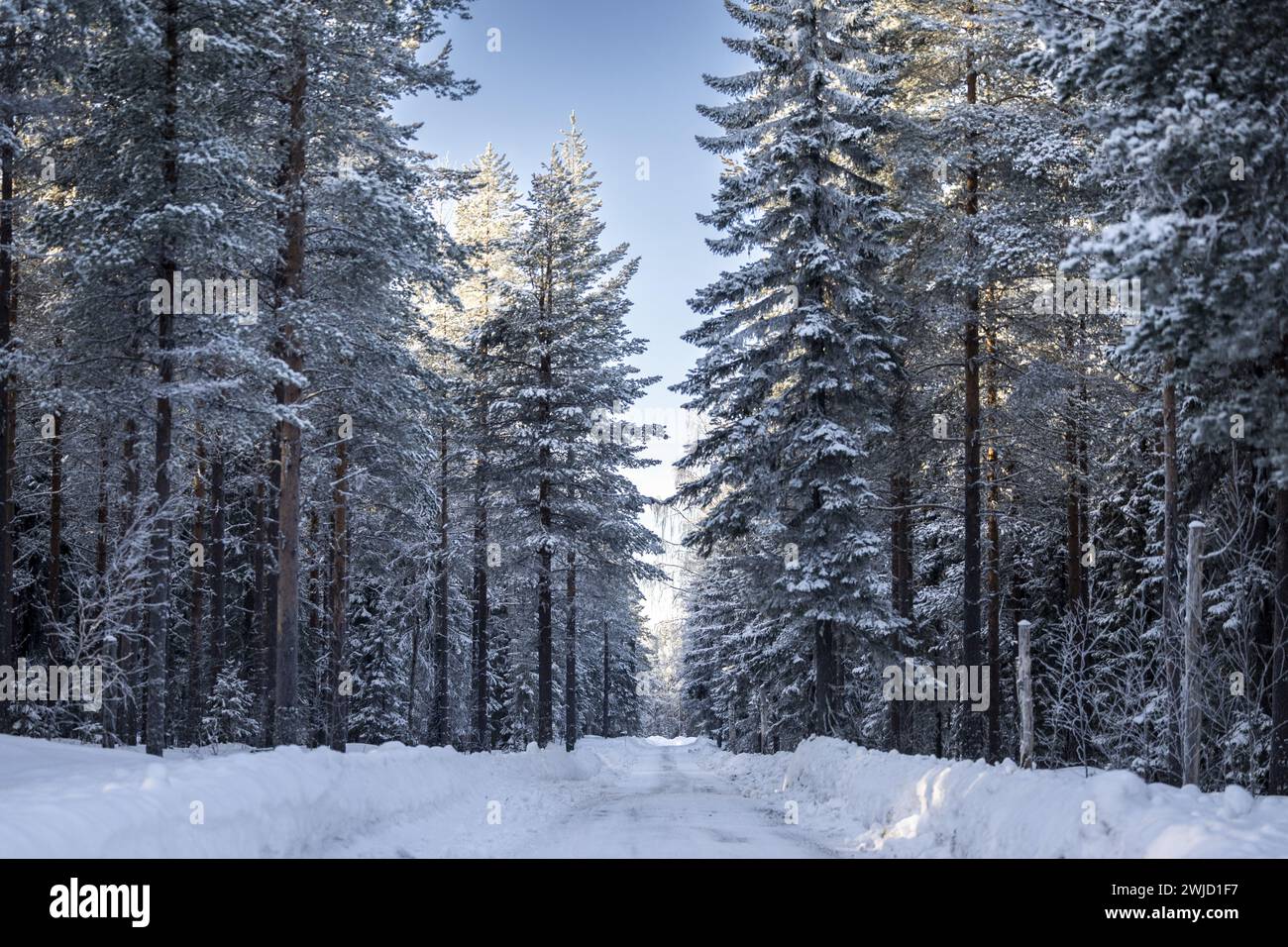 ambiance during the Rally Sweden 2024, 2nd round of the 2024 WRC World ...