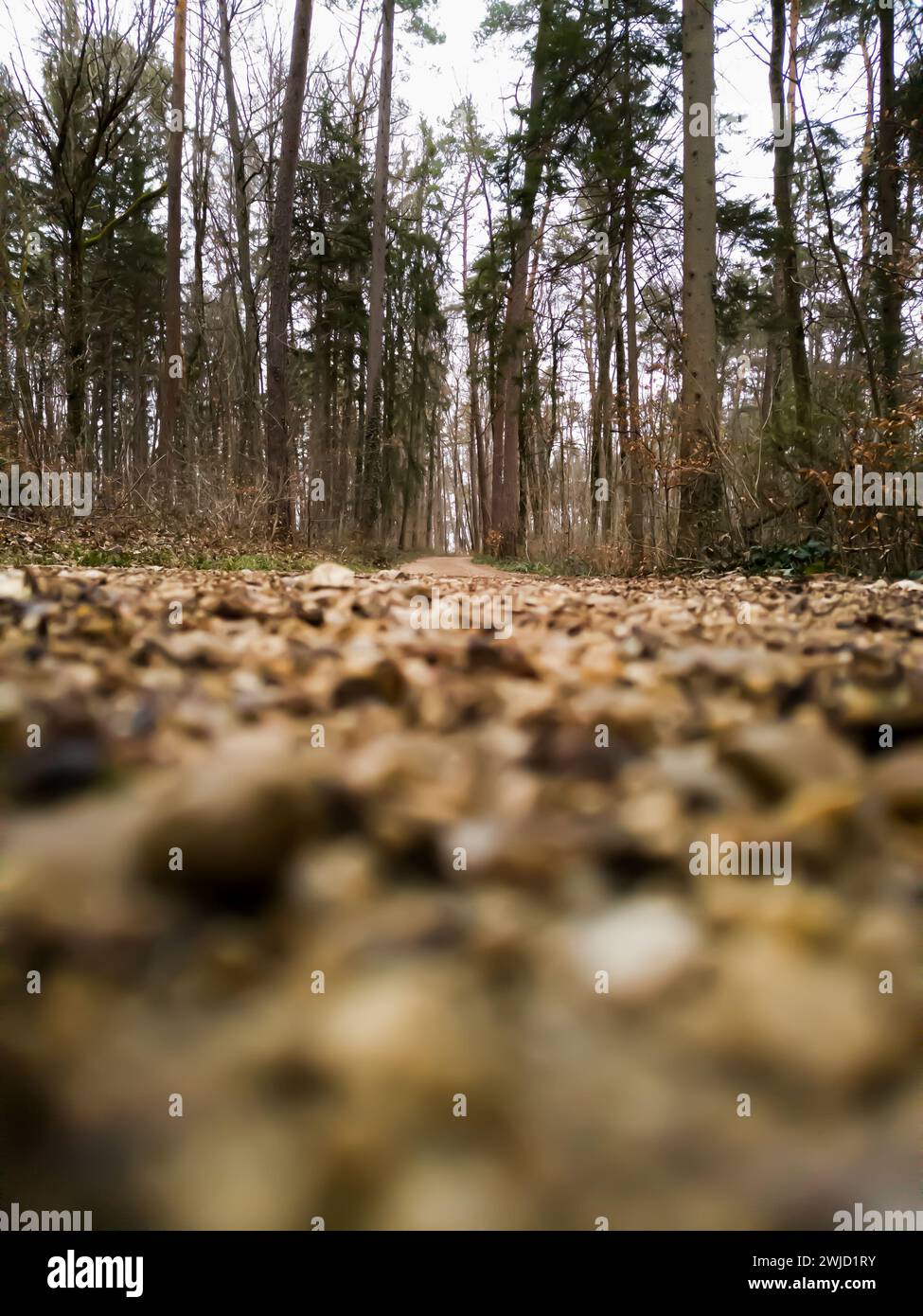 Scenic forest landscape with towering trees and rocky terrain Stock ...