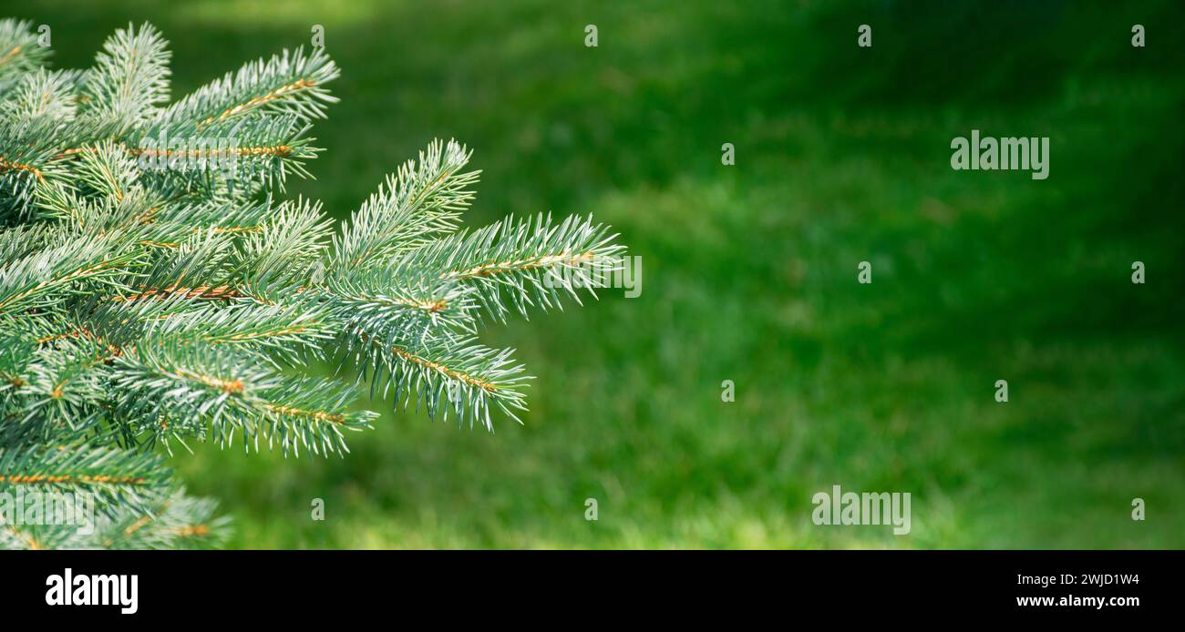 Summer forest landscape in sunny weather - forest trees , soft sunlight ...