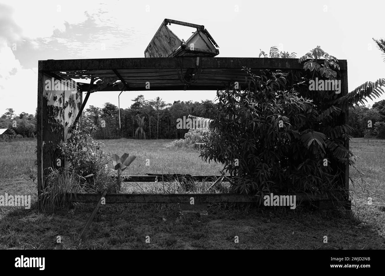 Nature taking back an old container Stock Photo - Alamy