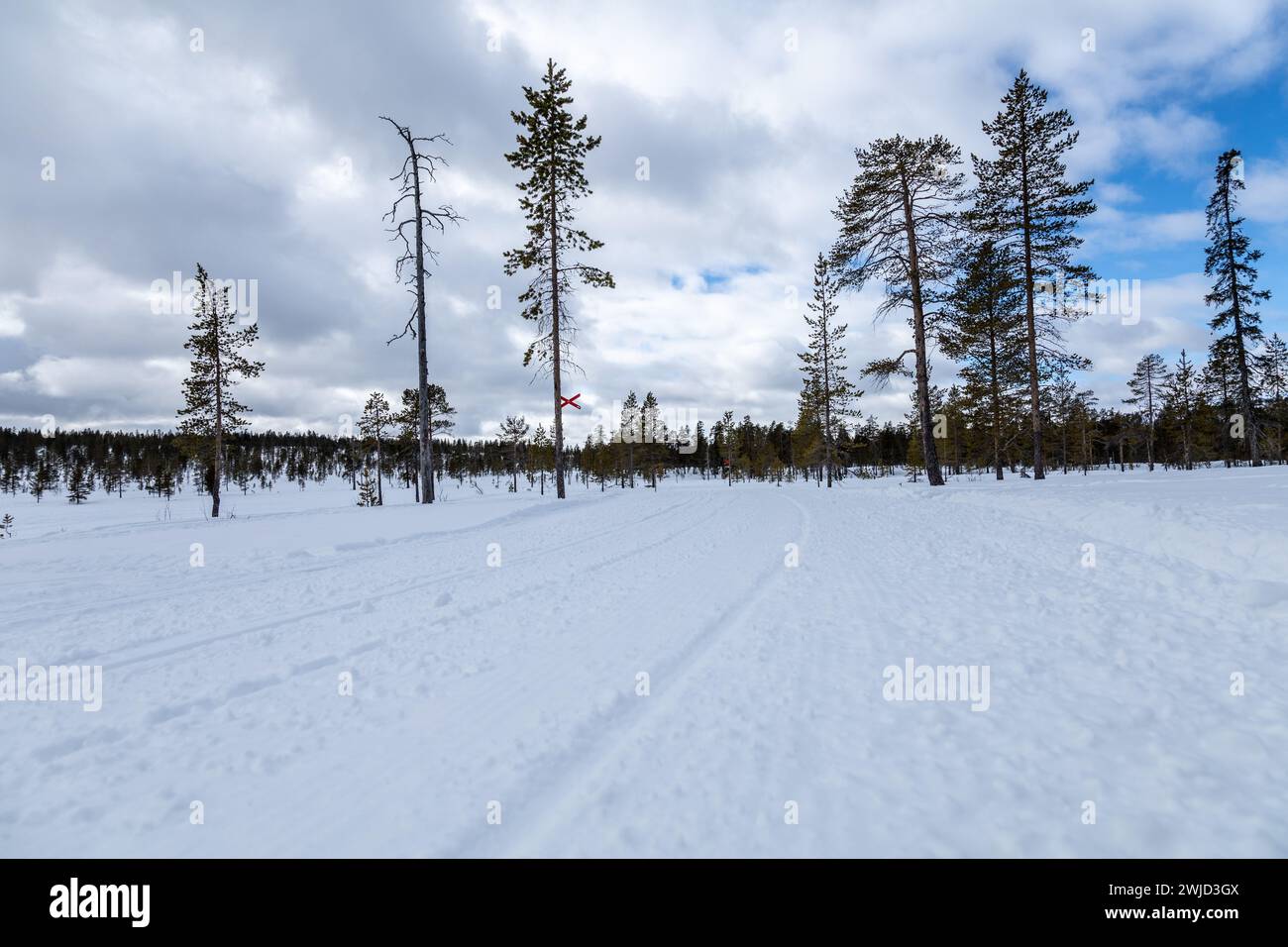 Ski tracks in the snow in a woodland scene. Shot in Sweden, Scandinavia ...