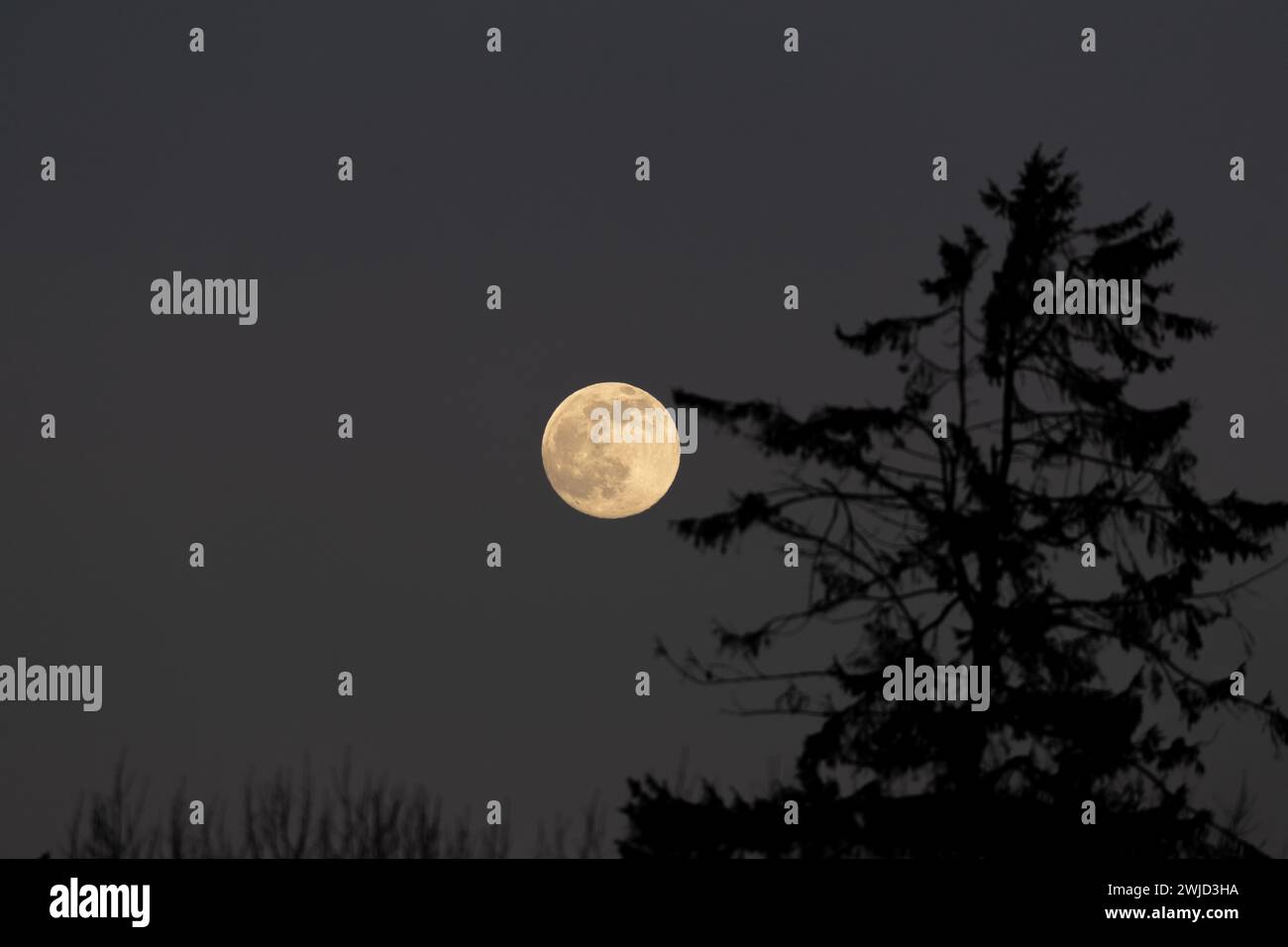 Full moon and a treeShot in Sweden, Scandinavia Stock Photo - Alamy
