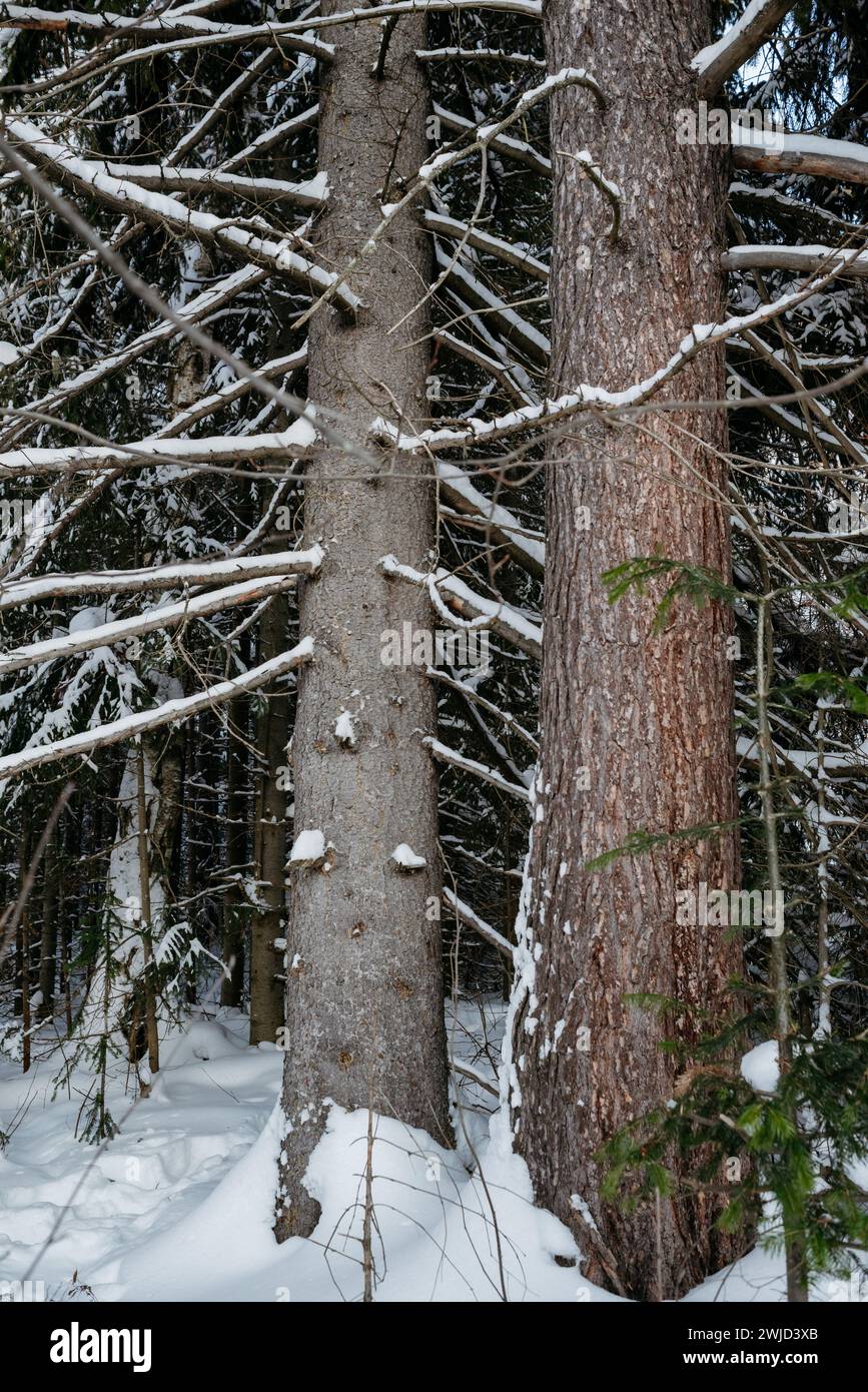 Two trees growing from the same place and fused with roots and branches ...