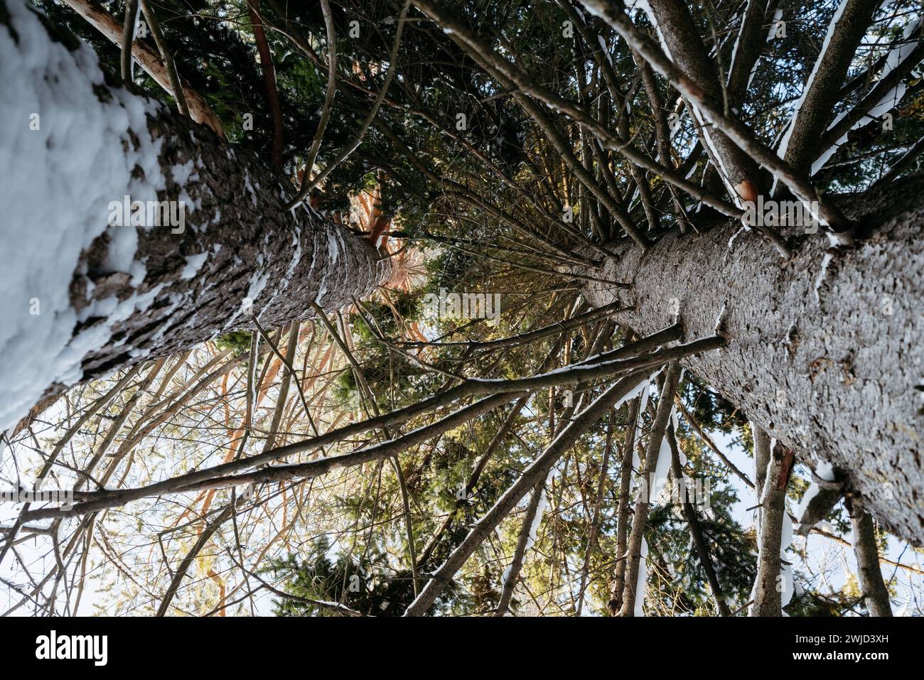 Two trees growing from the same place and fused with roots and branches ...