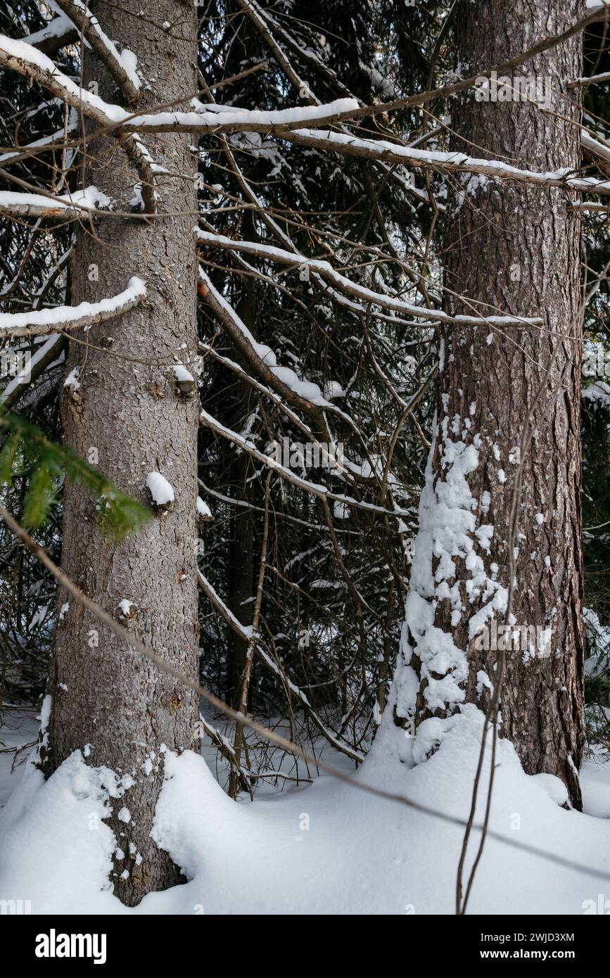 Two trees growing from the same place and fused with roots and branches ...