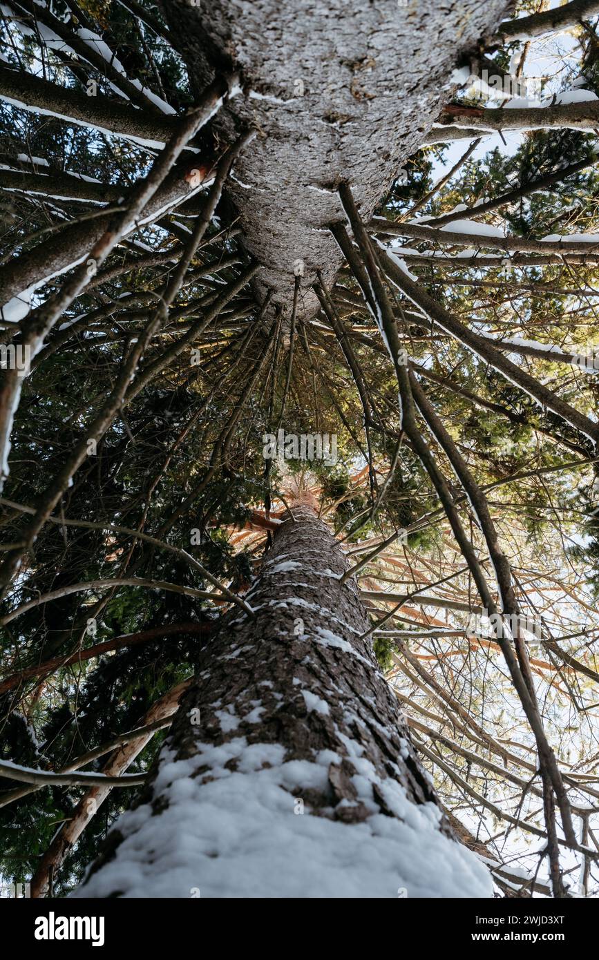 Two trees growing from the same place and fused with roots and branches ...