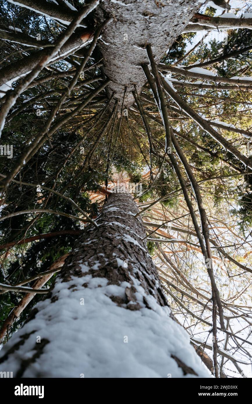 Two trees growing from the same place and fused with roots and branches ...