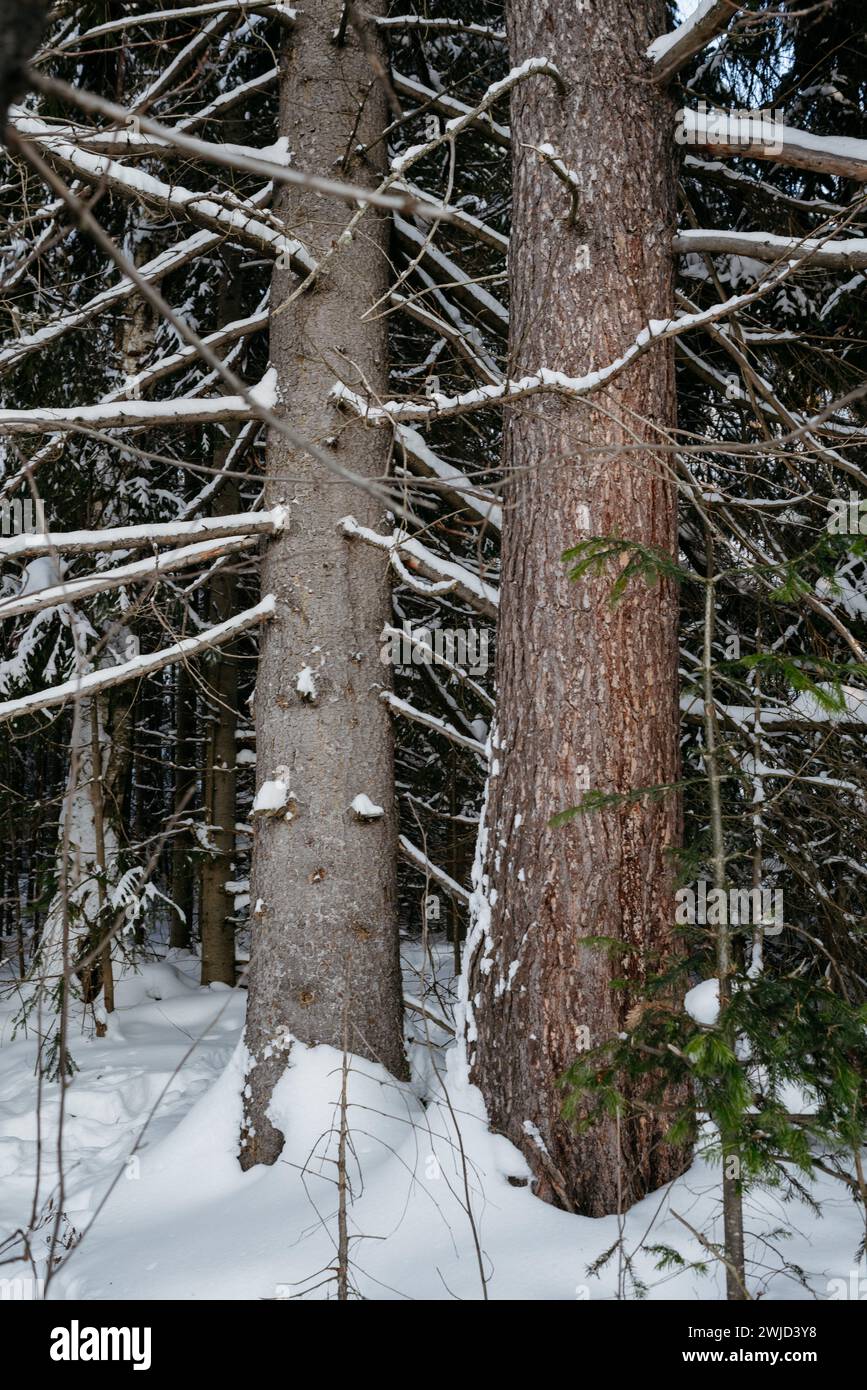 Two trees growing from the same place and fused with roots and branches ...