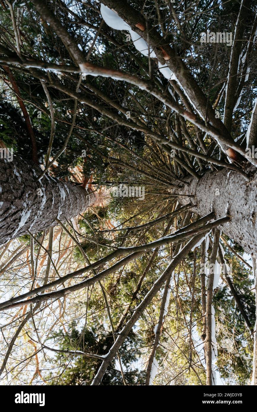 Fir tree roots hi-res stock photography and images - Alamy