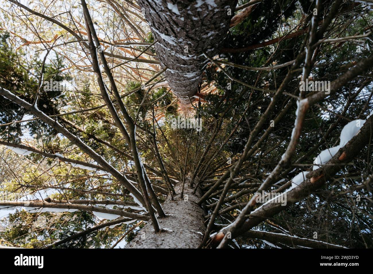 Two trees growing from the same place and fused with roots and branches ...