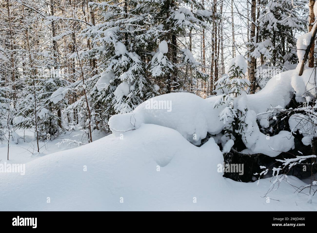 Landscape. Winter expanses on a frosty sunny day. The trees are covered ...