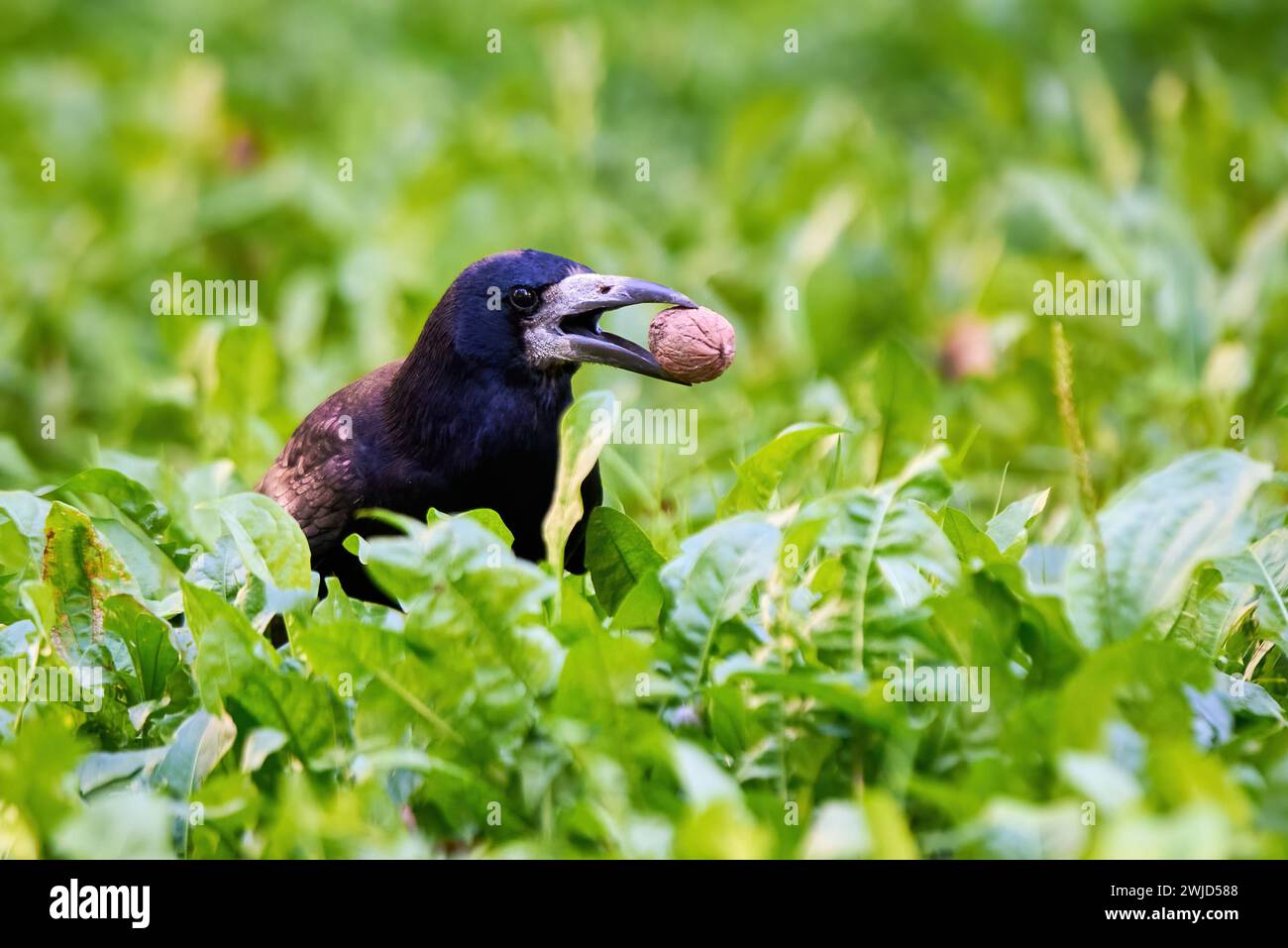 Rook bird with walnut in his beak (Corvus frugilegus Stock Photo - Alamy