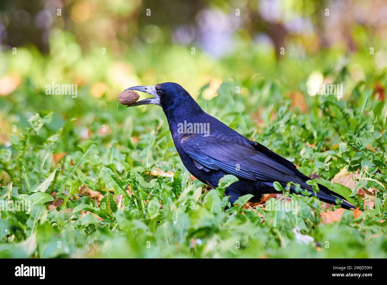 Rook bird with walnut in his beak (Corvus frugilegus Stock Photo - Alamy