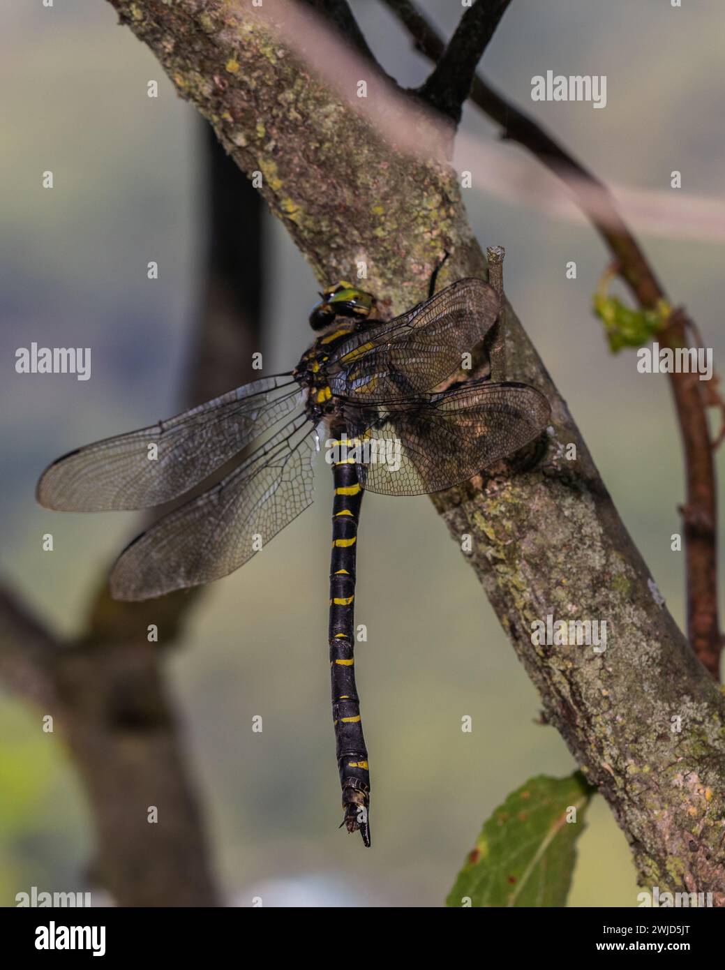 Golden-ringed dragonfly resting on a thin branch in a shaded woodland ...